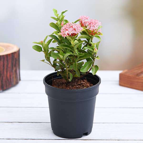 Mini Ixora